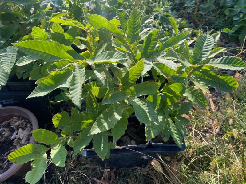 How to Grow Chestnut Trees From Seed - GrowNutTrees.com